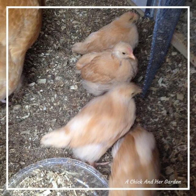 Momma Knows Best ~ Why You Should Let A Broody Hen Brood