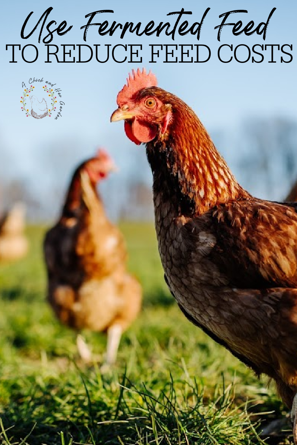 Lower Chicken Costs with Fermented Feed - A Chick And Her Garden