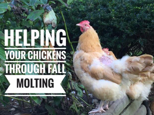 Helping Your Chickens Through Fall Molting - A Chick And Her Garden
