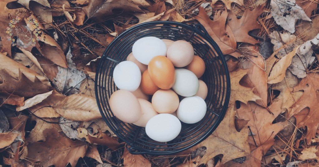 Rogue Chickens ~ How To Get Chickens To Lay In The Nesting Boxes - A ...