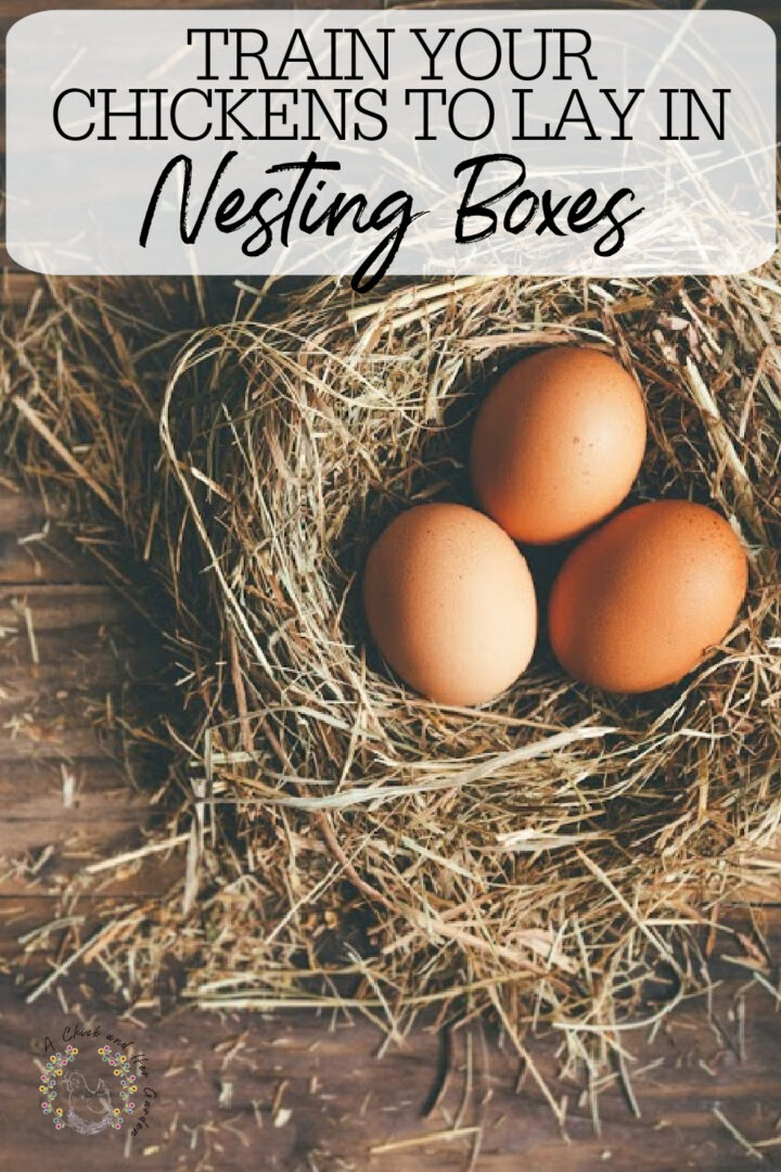 Rogue Chickens ~ How To Get Chickens To Lay In The Nesting Boxes - A ...