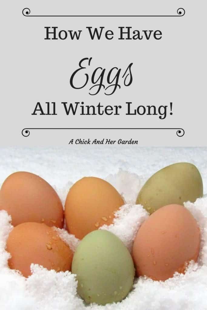 How We Have Eggs All Winter Long - A Chick And Her Garden
