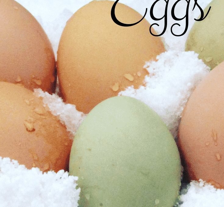 How We Have Eggs All Winter Long - A Chick And Her Garden