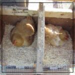 How To Build A Brooder House, And Why You Need One - A Chick And Her Garden
