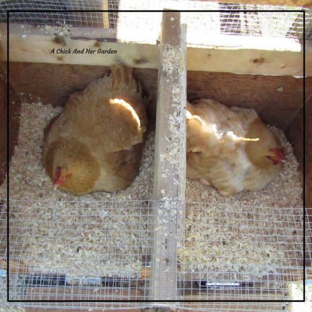 How To Build A Brooder House, And Why You Need One - A Chick And Her Garden