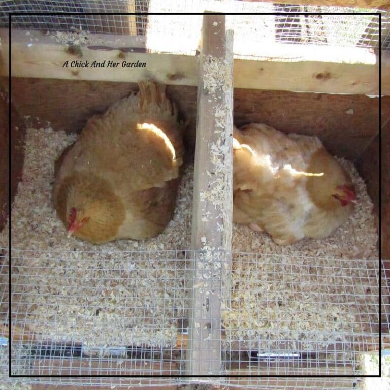 How To Build A Brooder House, And Why You Need One - A Chick And Her Garden