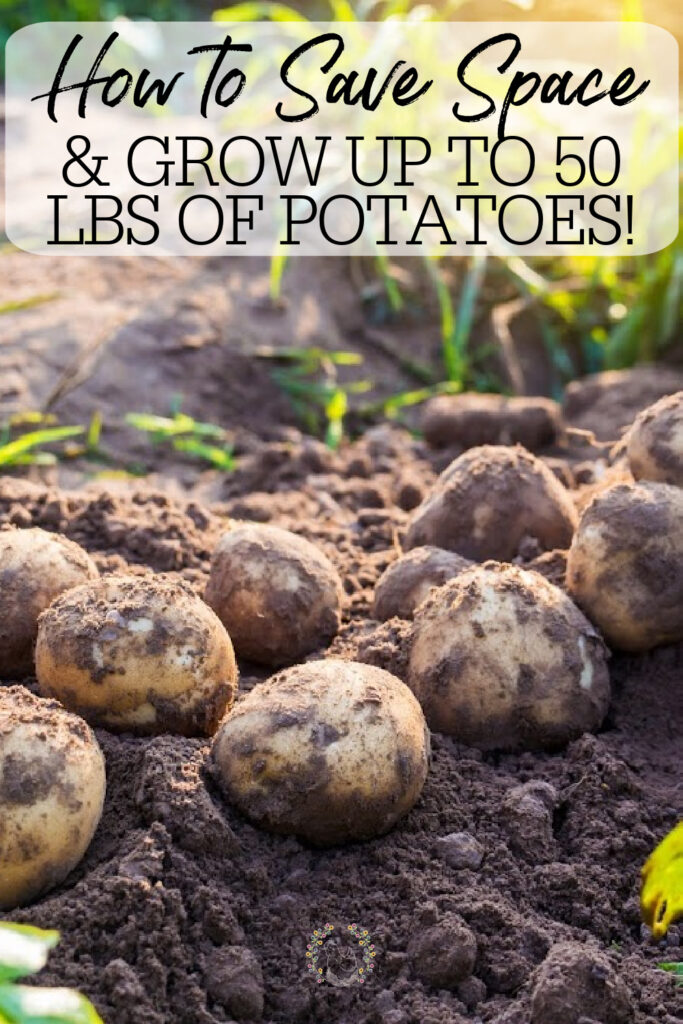 How Do You Save Space Growing Potatoes - A Chick And Her Garden
