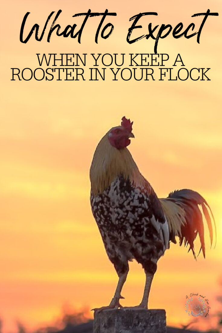 What To Expect When You Keep A Rooster In Your Flock - A Chick And Her ...