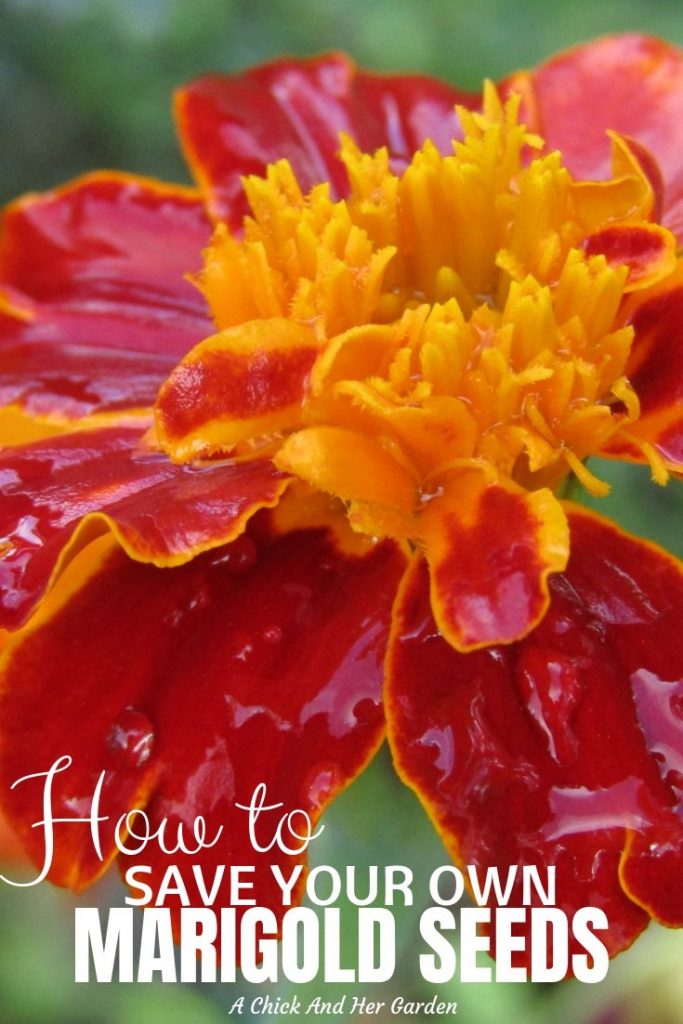 Save Your Own Marigold Seeds - A Chick And Her Garden