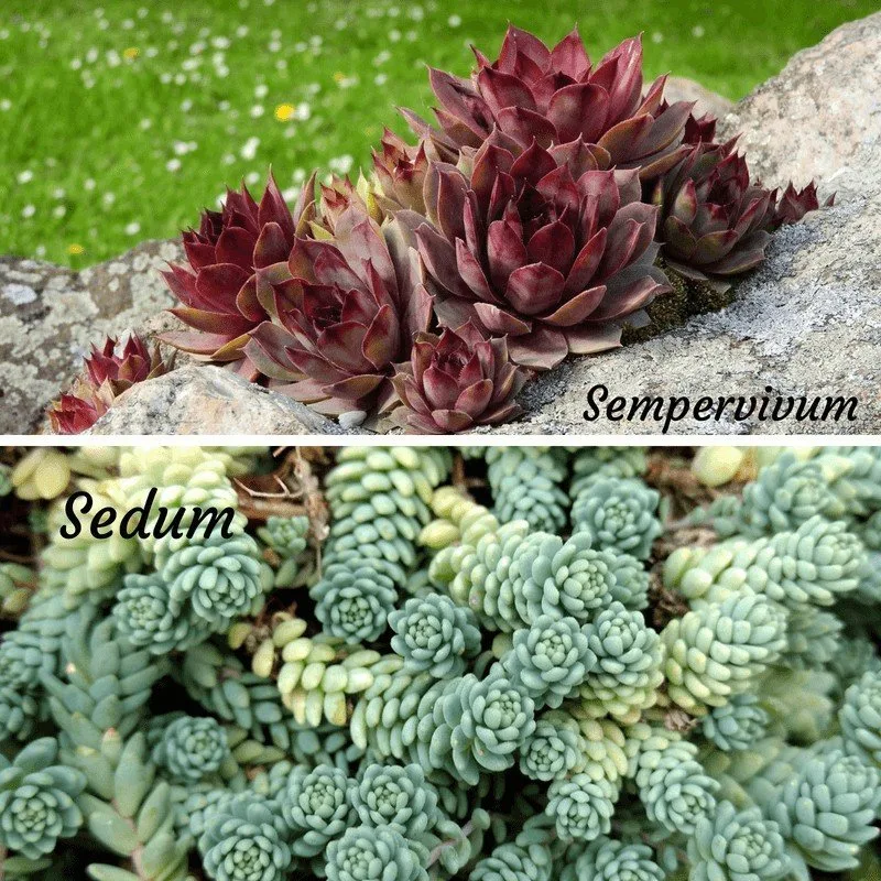 What Are Succulents and How Do You Grow Them? - A Chick And Her Garden
