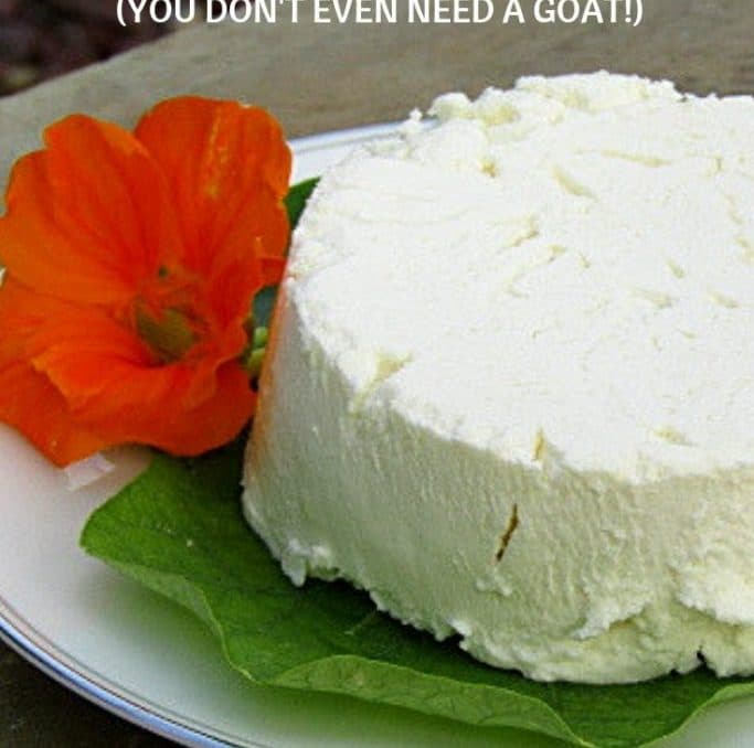 How to Make Goat Cheese, Chèvre - A Chick And Her Garden