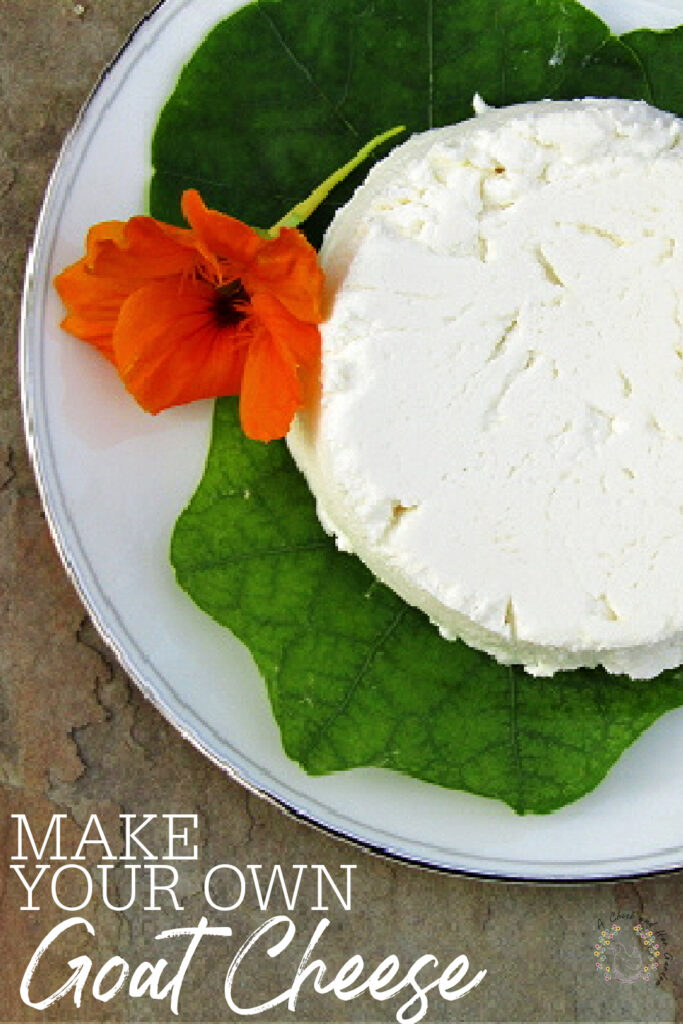 How to Make Goat Cheese, Chèvre - A Chick And Her Garden