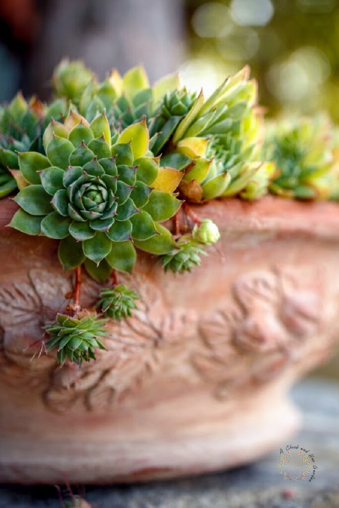 What Are Succulents and How Do You Grow Them? - A Chick And Her Garden