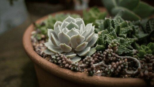 What Are Succulents and How Do You Grow Them? - A Chick And Her Garden