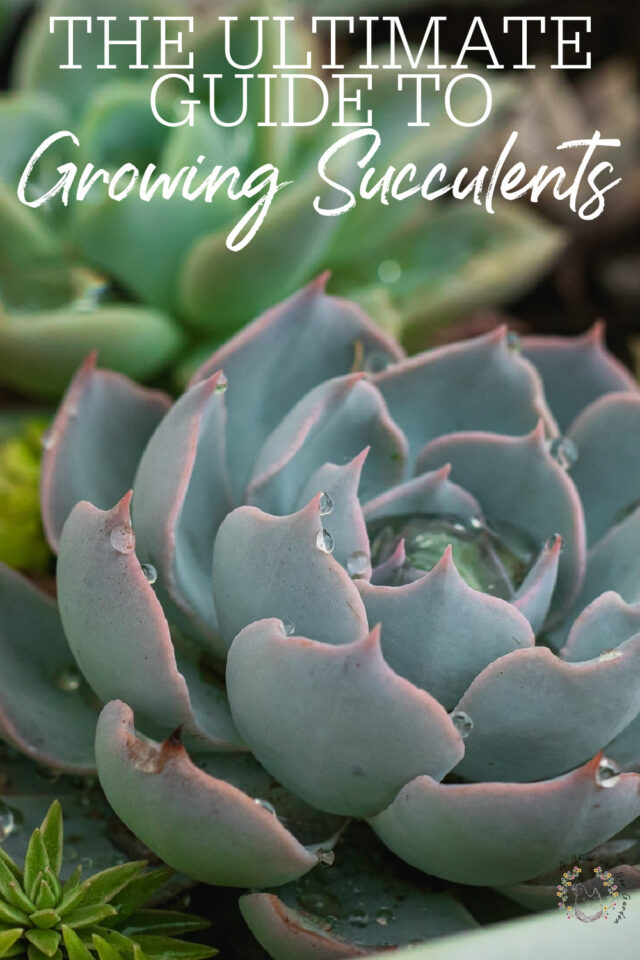 What Are Succulents and How Do You Grow Them? - A Chick And Her Garden
