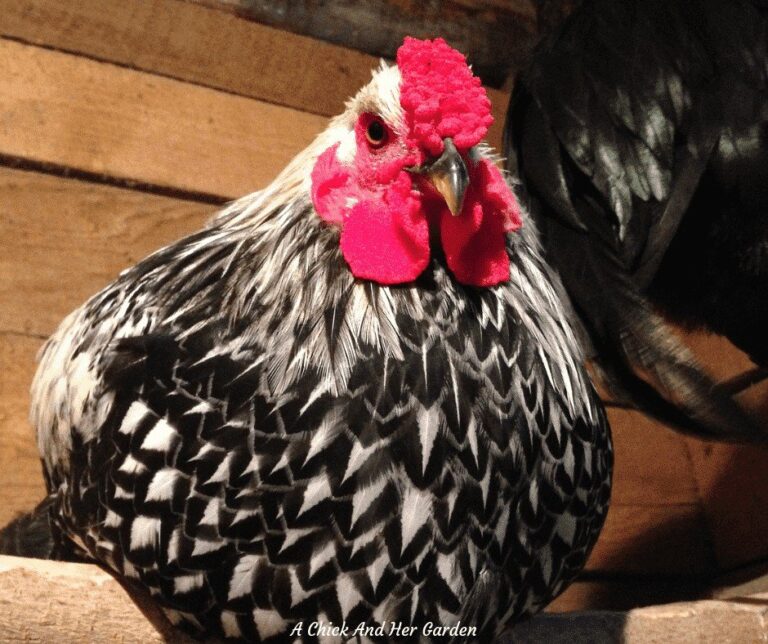 What Are Heritage Breed Chickens - A Chick And Her Garden