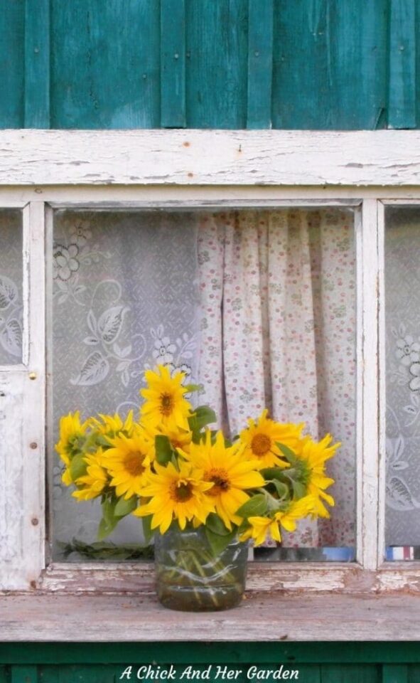How to Grow Sunflowers - A Chick And Her Garden