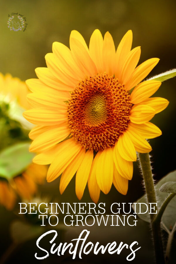 How to Grow Sunflowers - A Chick And Her Garden