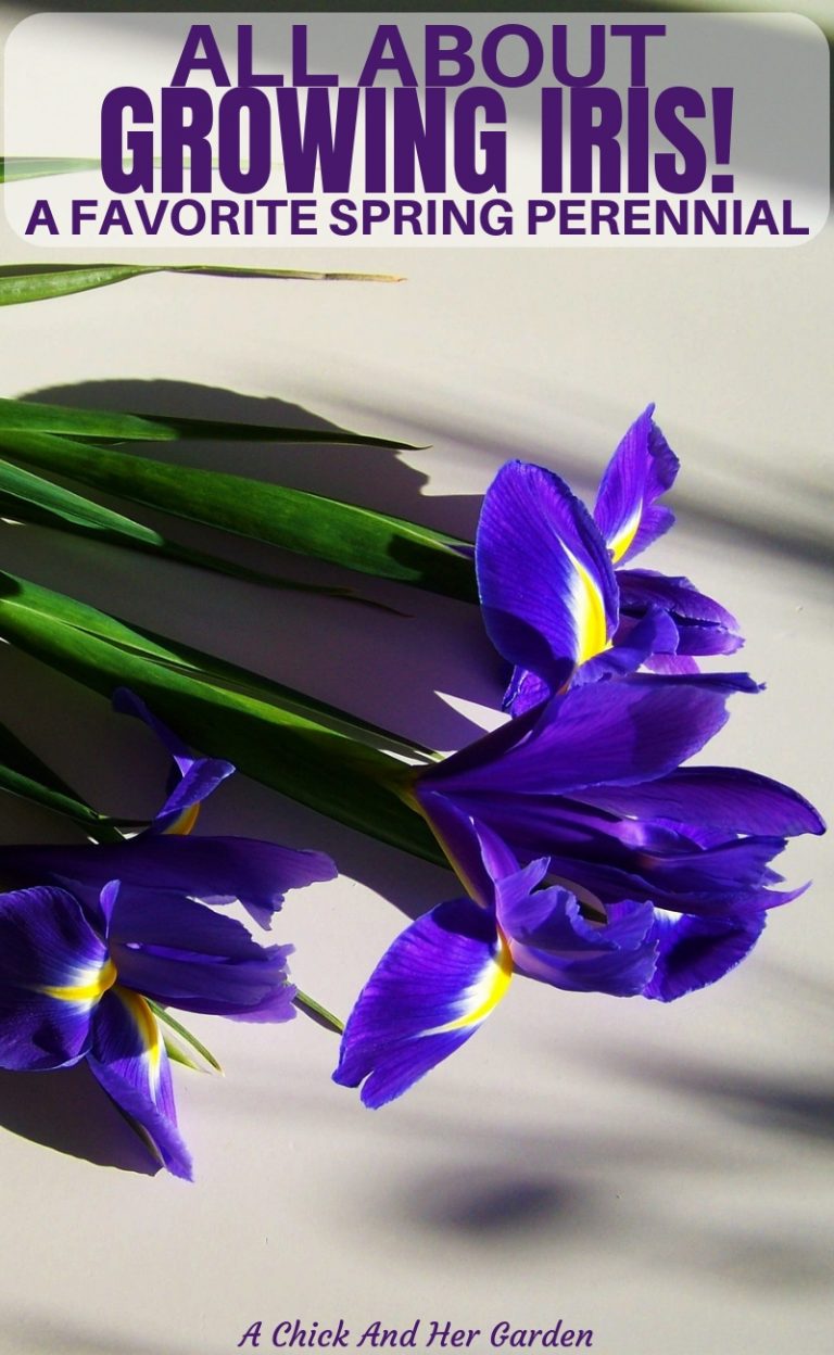 How to Grow Iris - A Chick And Her Garden