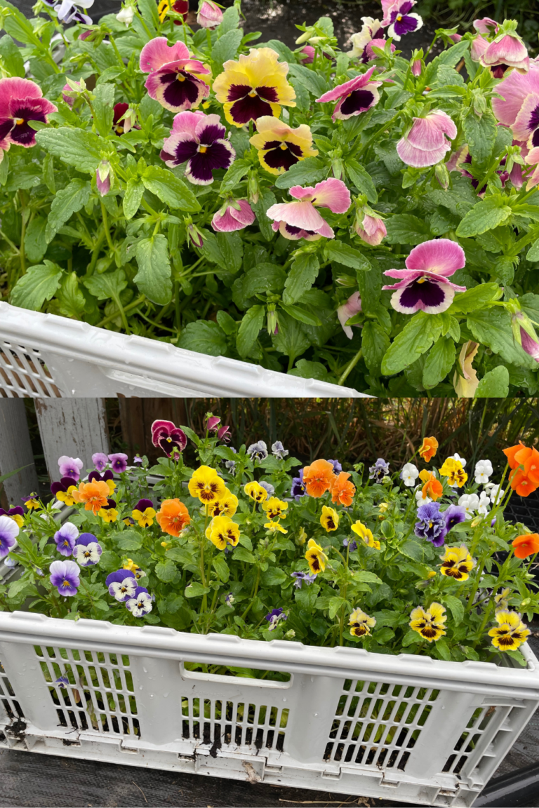 How to Grow Pansies as a Cut Flower - A Chick And Her Garden