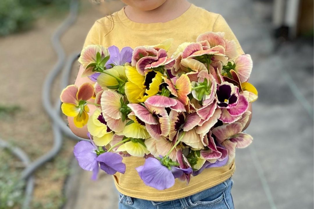How to Grow Pansies as a Cut Flower - A Chick And Her Garden
